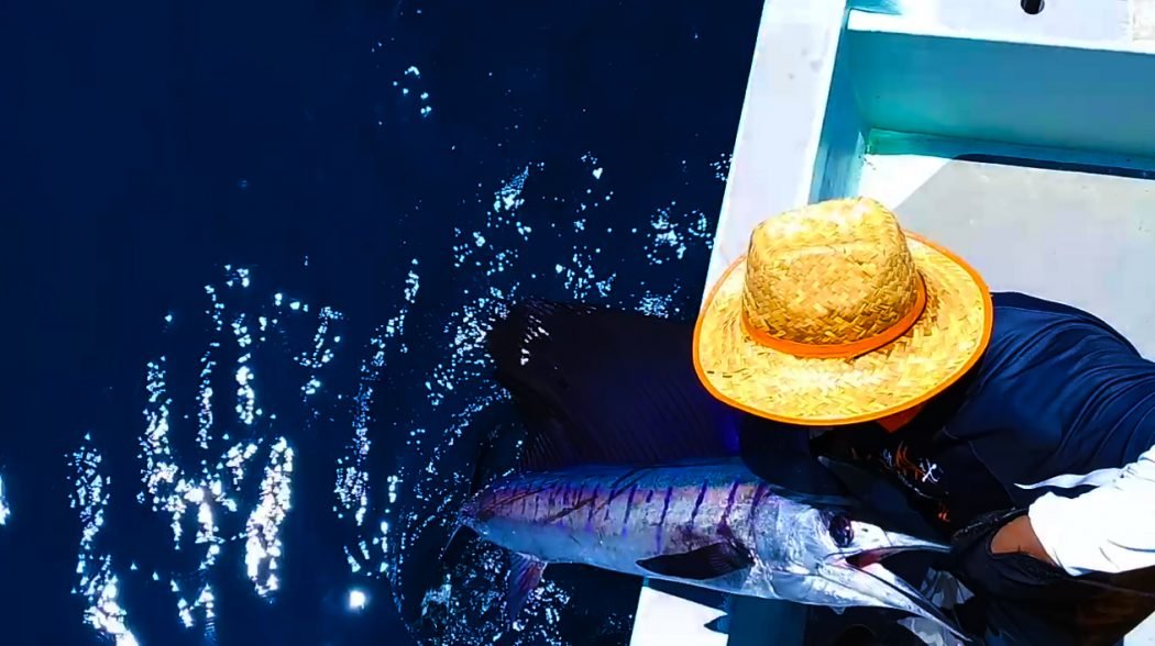 Kanicen Nix: Kerja Gila Menarik Ikan Layaran di Rompin, Pahang ...