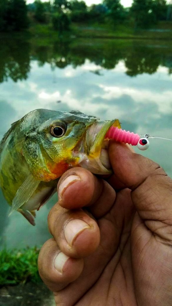 Lyee Caster: Memancing Ikan Peacock Bass Dengan Soft Plastik Grenti ...
