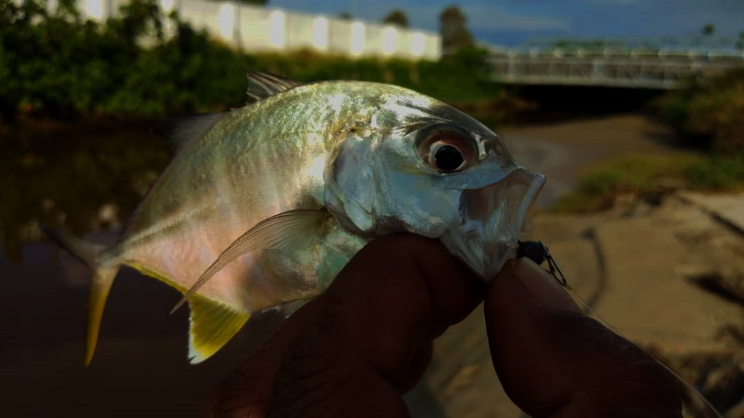 Video: Baby GT / Giant Trevally On Grenti Strike Brudu - Kanicen Nix