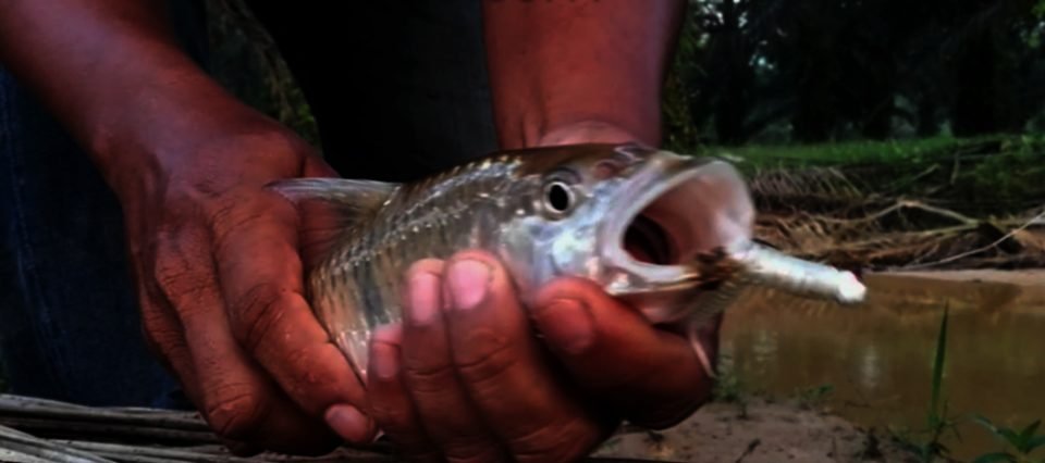 Video: Ikan Sebarau / Hampala Menggunakan Grenti Strike Geli-Geli ...