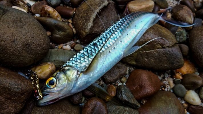 Scissortail Rasbora / Seluang Gajah On Silau Spoon