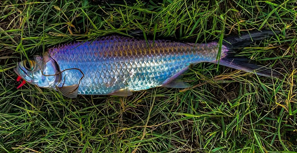 Hampala, Sebarau, Haruan, Snakehead, Gerepoh, Giant Trevally, Talapia ...