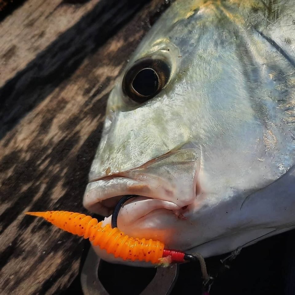 Hampala, Sebarau, Haruan, Snakehead, Gerepoh, Giant Trevally, Talapia ...
