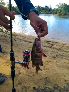 Tips To Catch Baung, Mystus, Pelaga, Betta Pugnak, Talang, Queen Fish ...