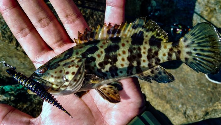 Sikang, Burmese Trout, Baung, Mystus, Haruan, Channastriata, Sebarau ...
