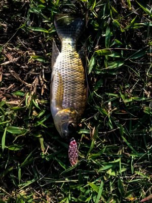 Fish Diet - Match The Hatch - Seriding, Ikan Kaca, Cardinal fish, Bulan ...