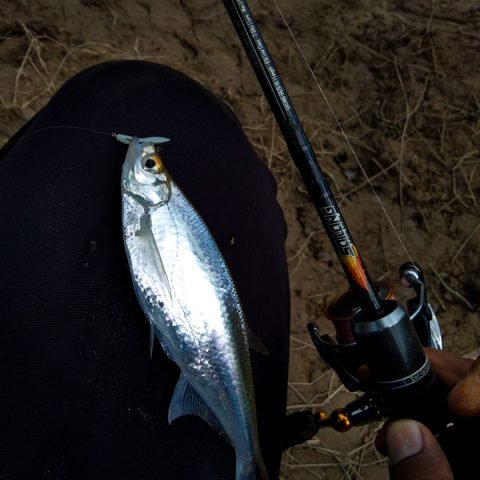 Australia Indo-Pacific Tarpon