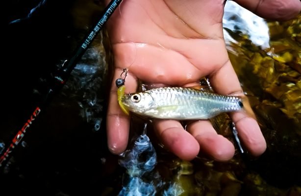 Mountain Stream For Rasbora / Jeram Bukit Berbatu Memburu Ikan Seluang