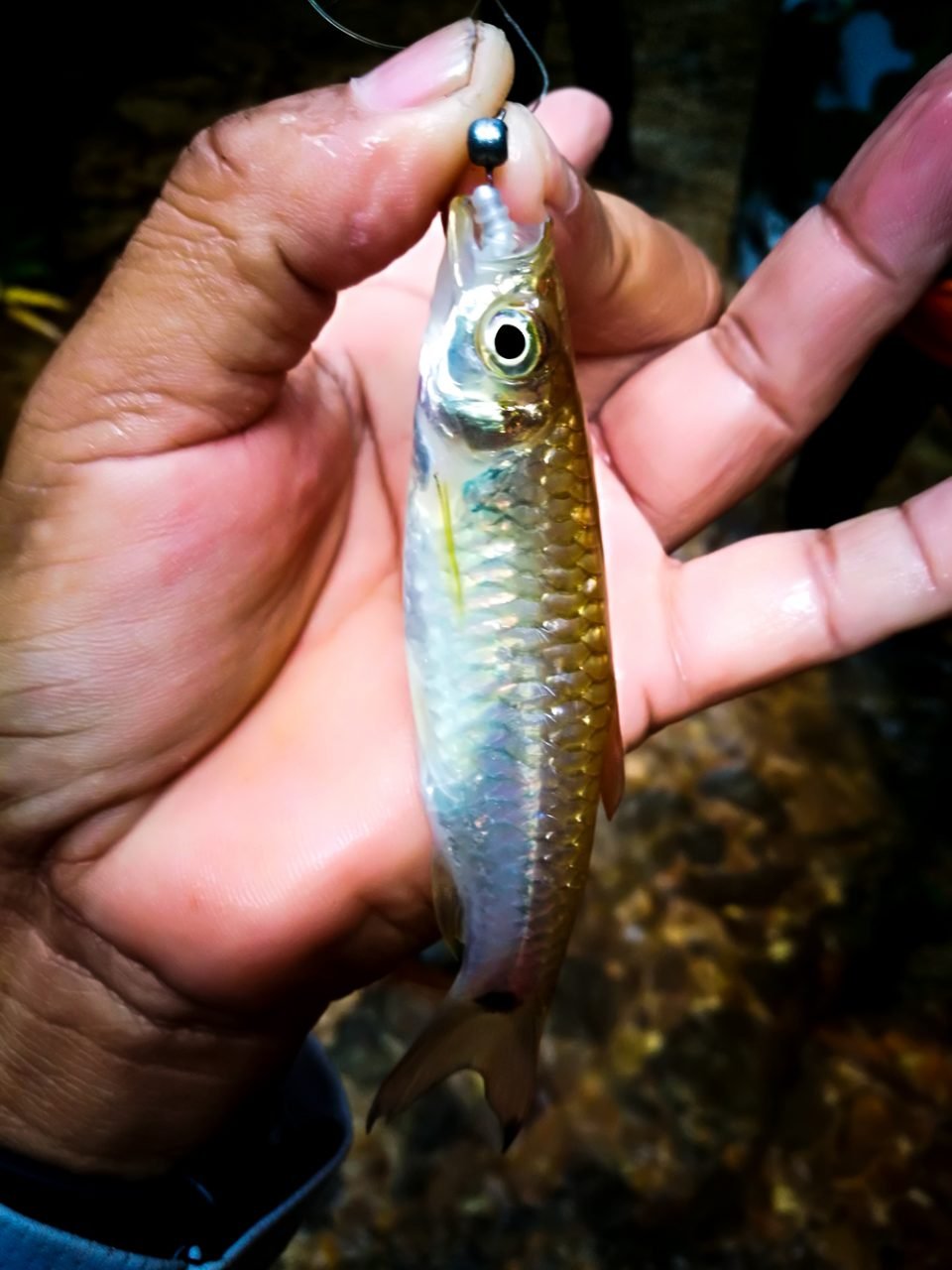 Let’s Learn About Fish: Seluang, Rasbora