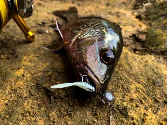 Ikan Merah, Mangrove Red Snapper, Siakap Putih, Barramundi, Ikan Raja ...