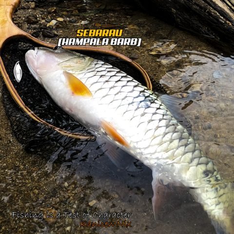 Let's Learn About Fish: Sebarau - Hampala Barb - Jungle Perch