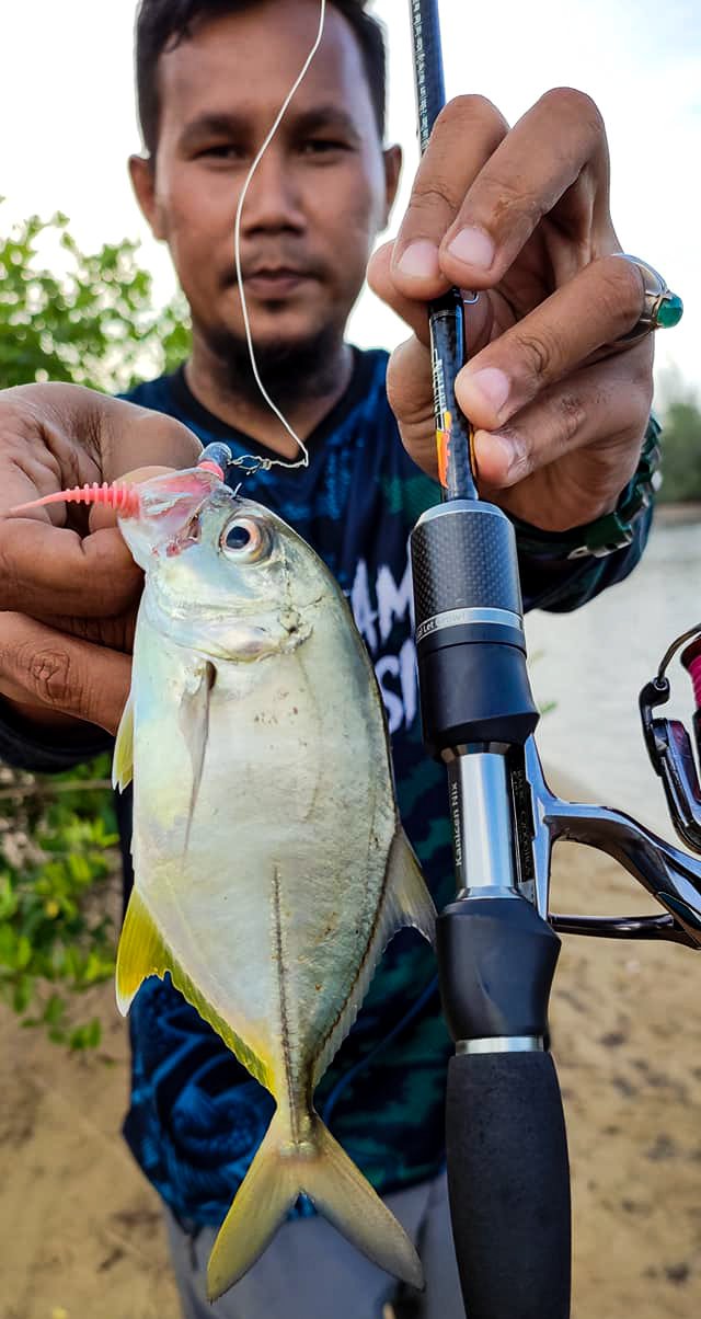 Blackbass, Peacock Bass, Ikan Raja, Talapia Belang, Tilapia, Siakap ...