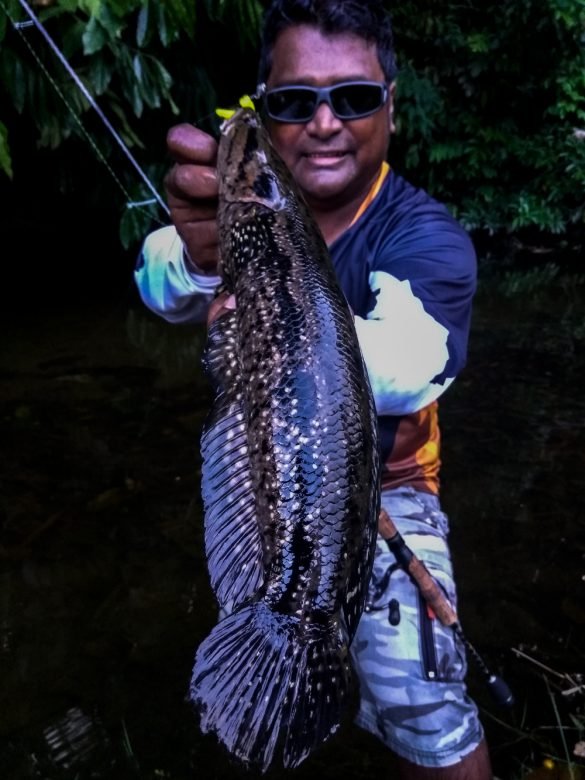 Let’s Learn About Fish: Forest Snakehead / Ikan Bujuk