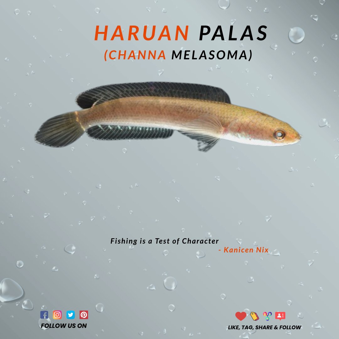 Let’s Learn About Fish: Channa Melasoma / Haruan Palas