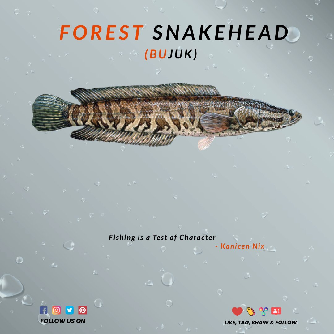 Let’s Learn About Fish: Forest Snakehead / Ikan Bujuk