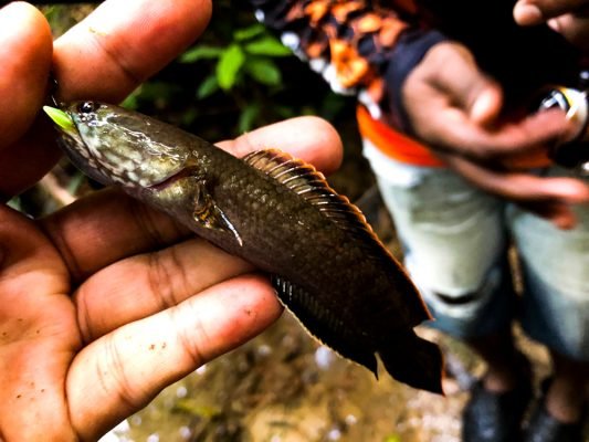 Let’s Learn About Fish: Channa Limbata / Kedak