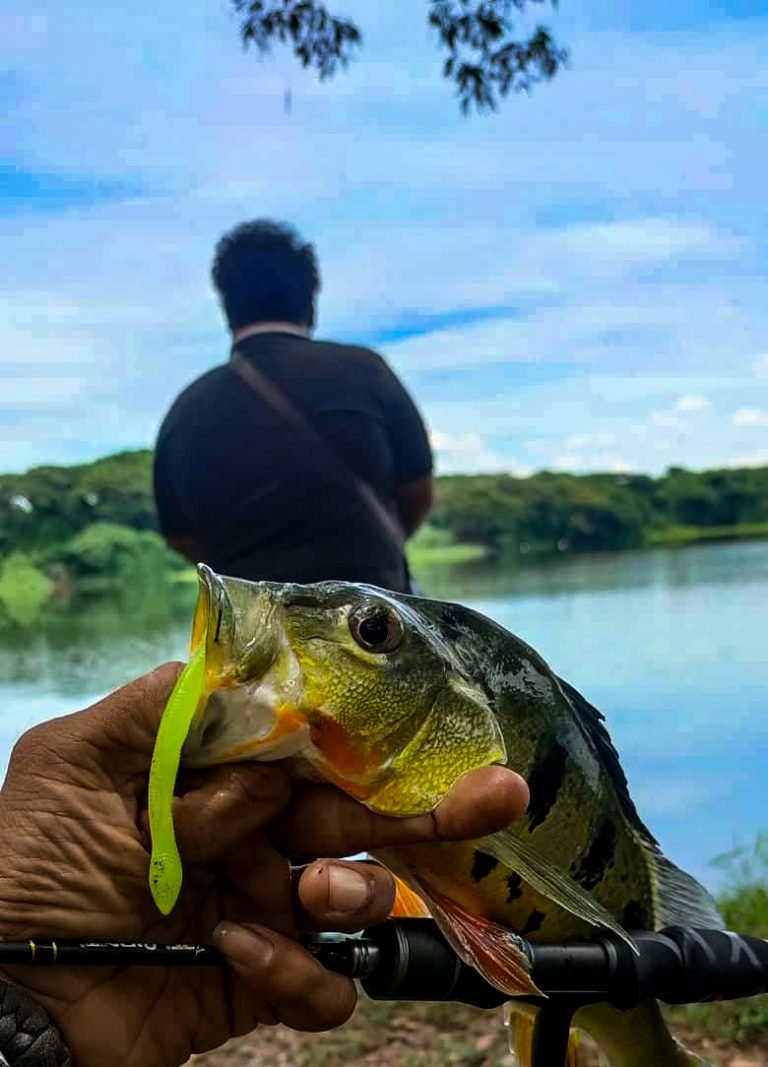 Sepat, Snakeskin Gourami, Selat, Notopterus, Kurau, Fourfinger ...