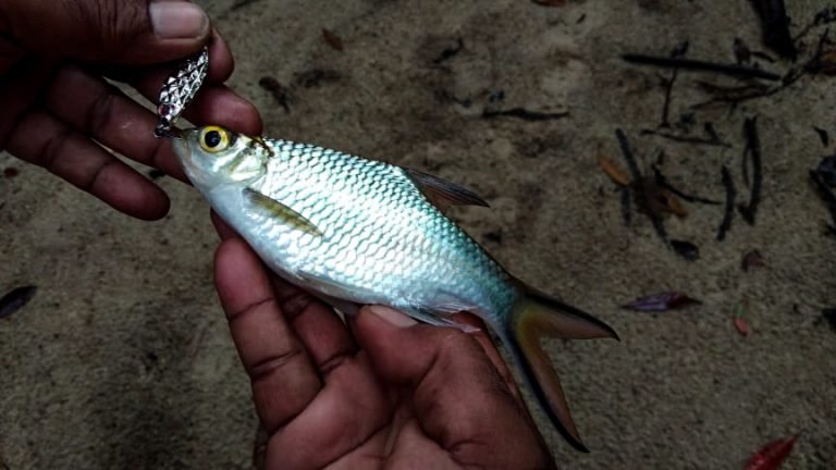 Sepat, Snakeskin Gourami, Selat, Notopterus, Kurau, Fourfinger ...