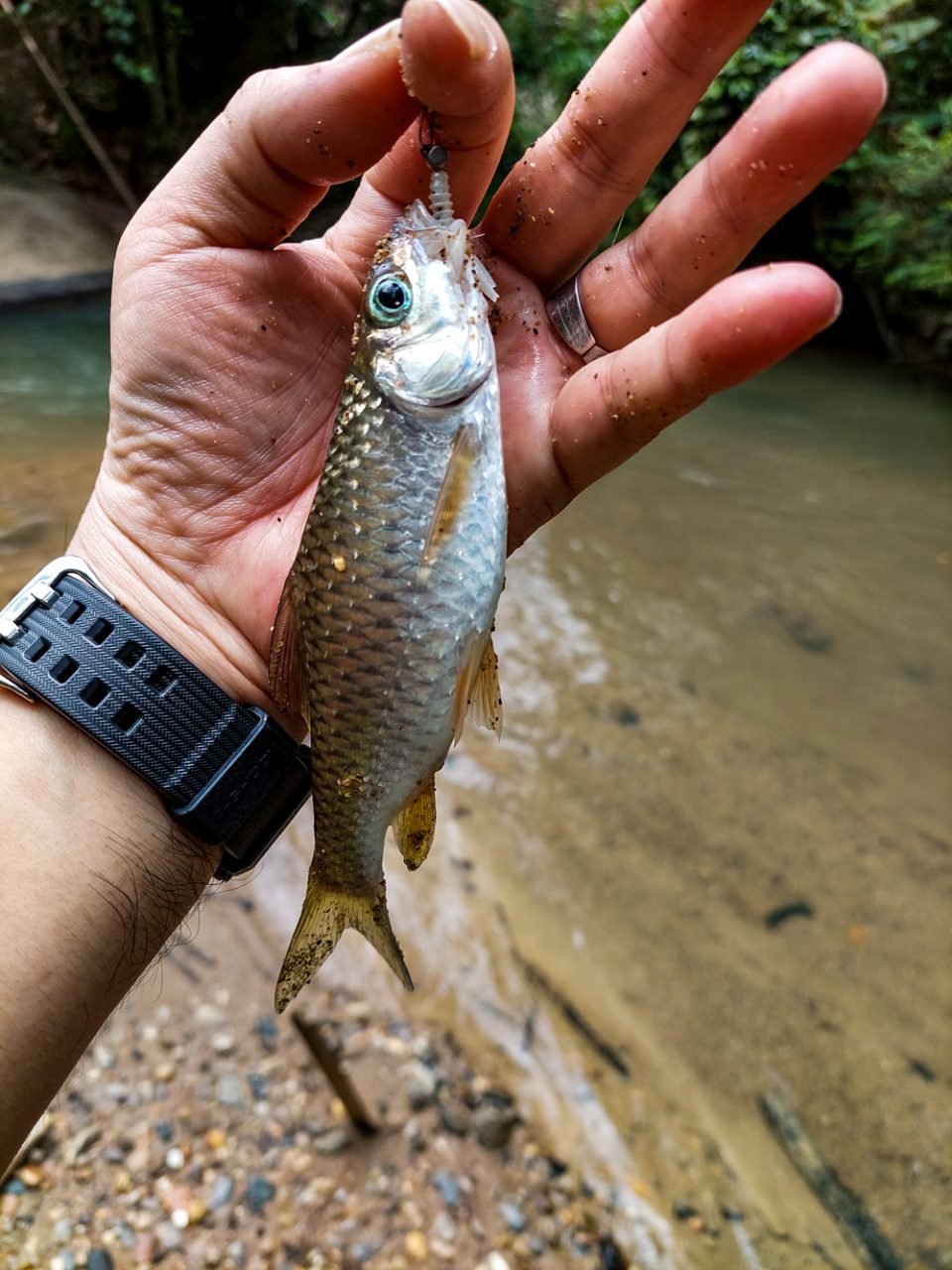 Sepat, Snakeskin Gourami, Selat, Notopterus, Kurau, Fourfinger ...