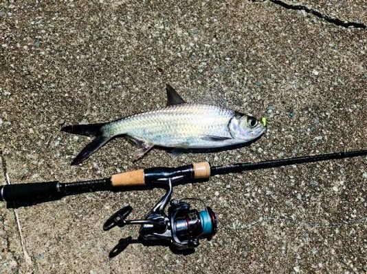 Australia Indo-Pacific Tarpon