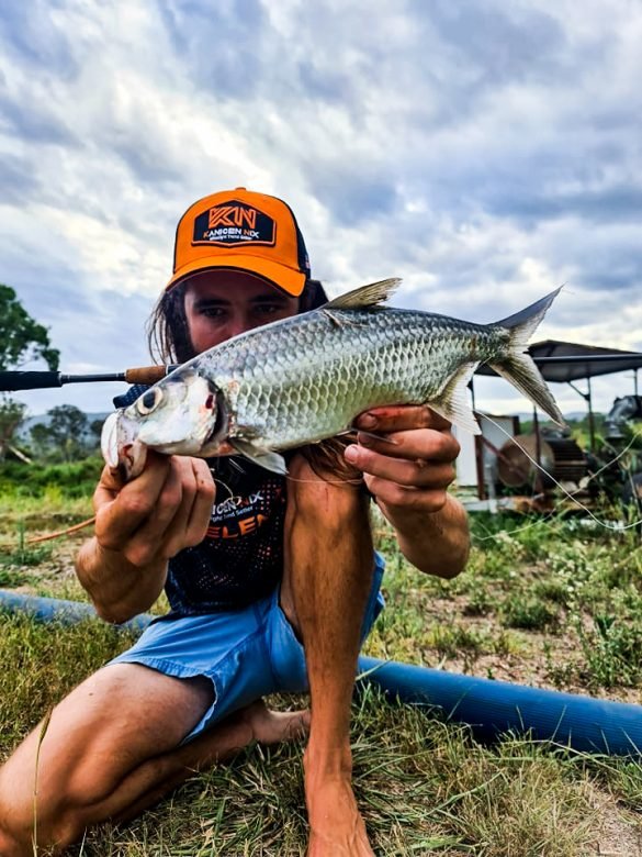 Australia Indo-Pacific Tarpon